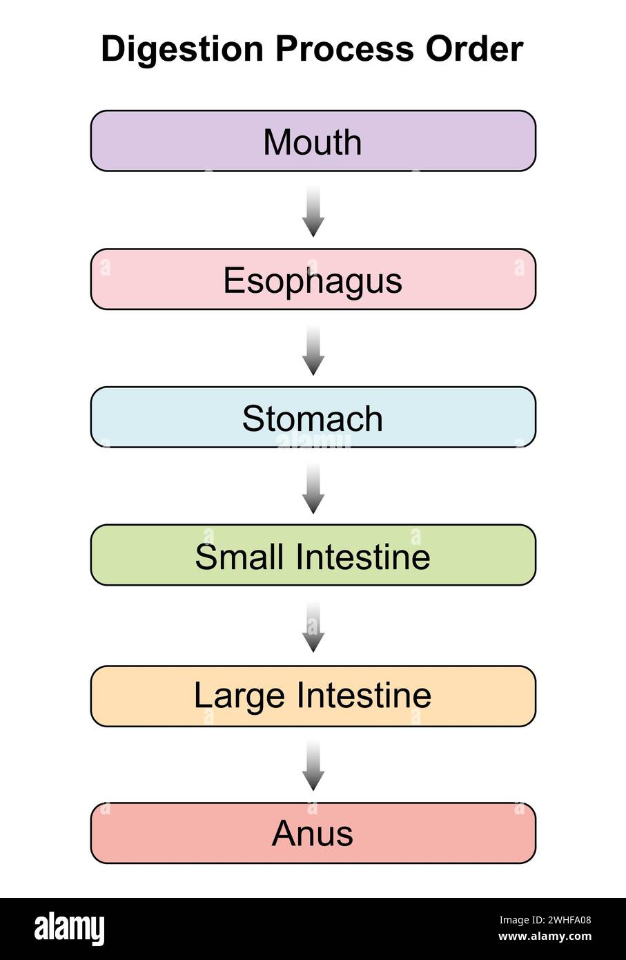 Human digestive system labels hi-res stock photography and images - Alamy