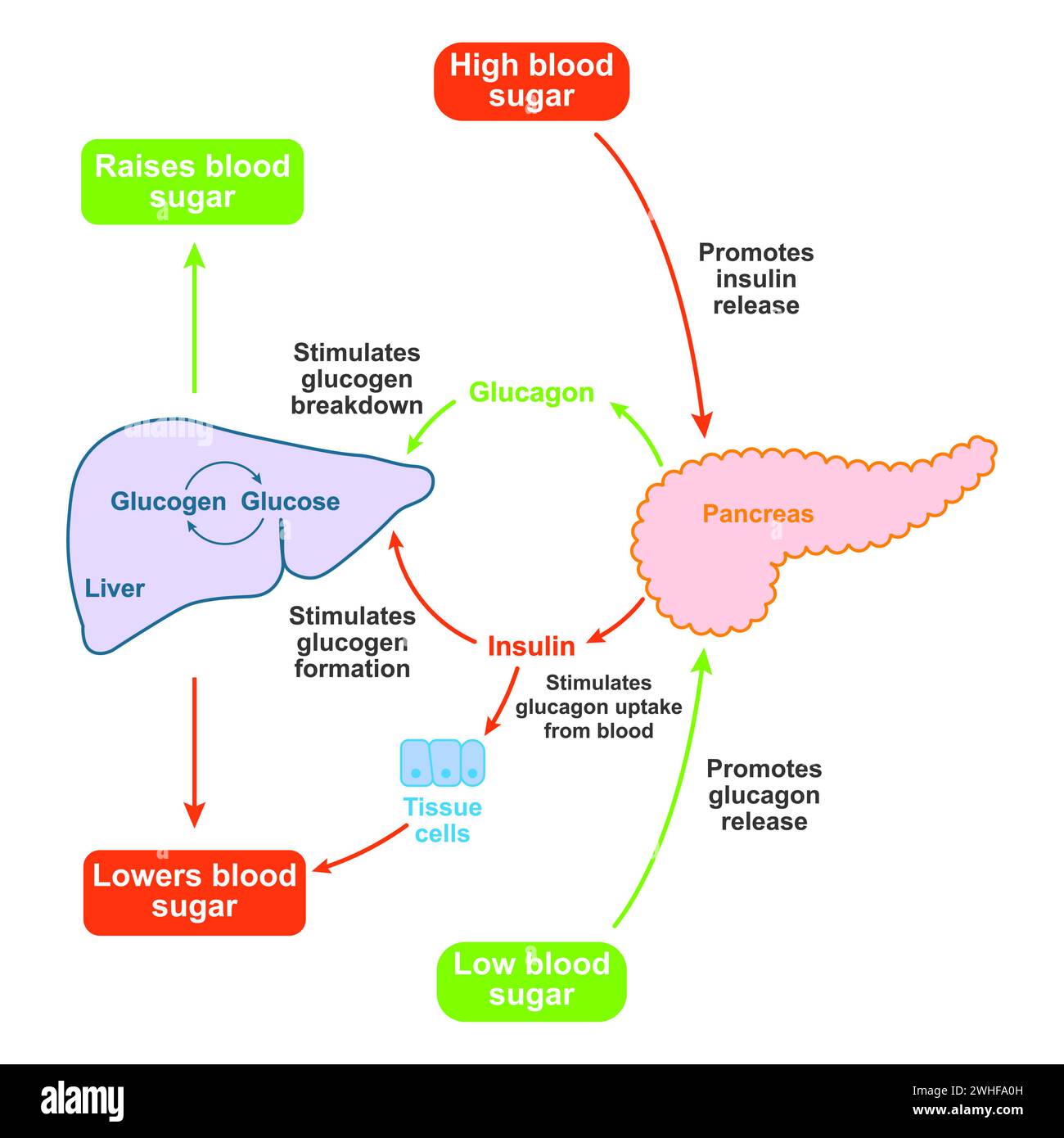 Regulation body Cut Out Stock Images & Pictures - Alamy