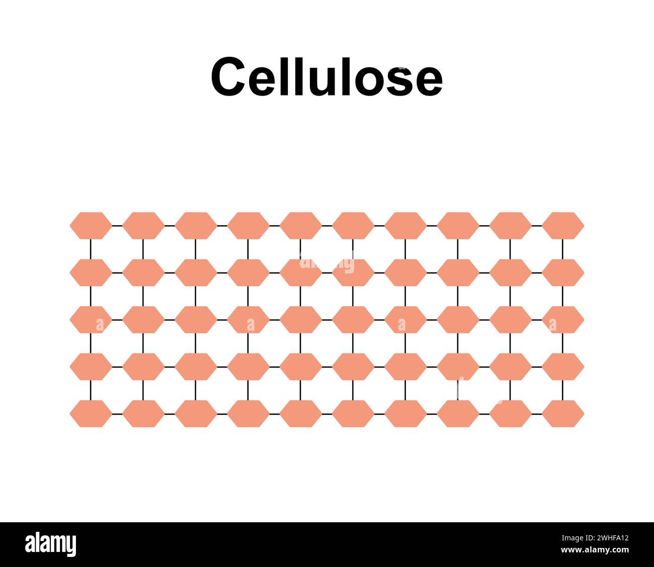 Cellulose sugar molecule, illustration Stock Photo - Alamy
