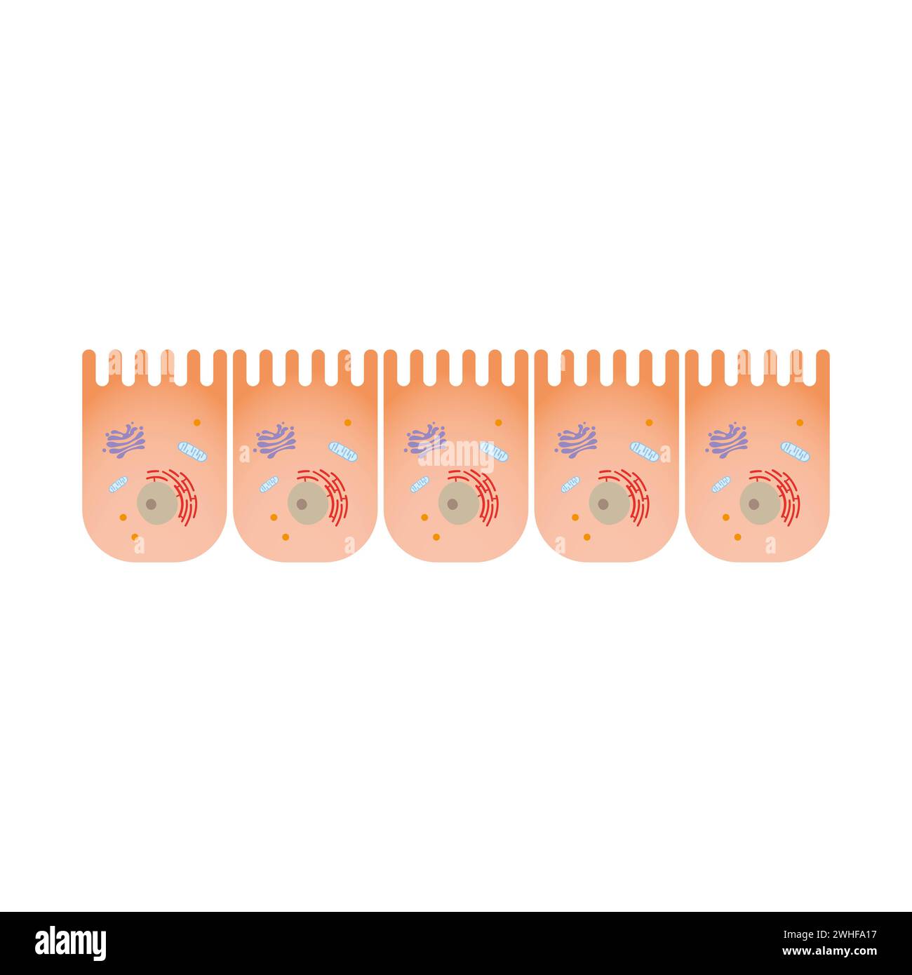 Intestine epithelium, illustration Stock Photo - Alamy