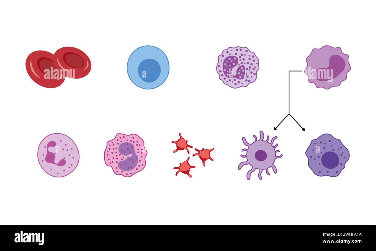 Blood cell types, illustration Stock Photo - Alamy
