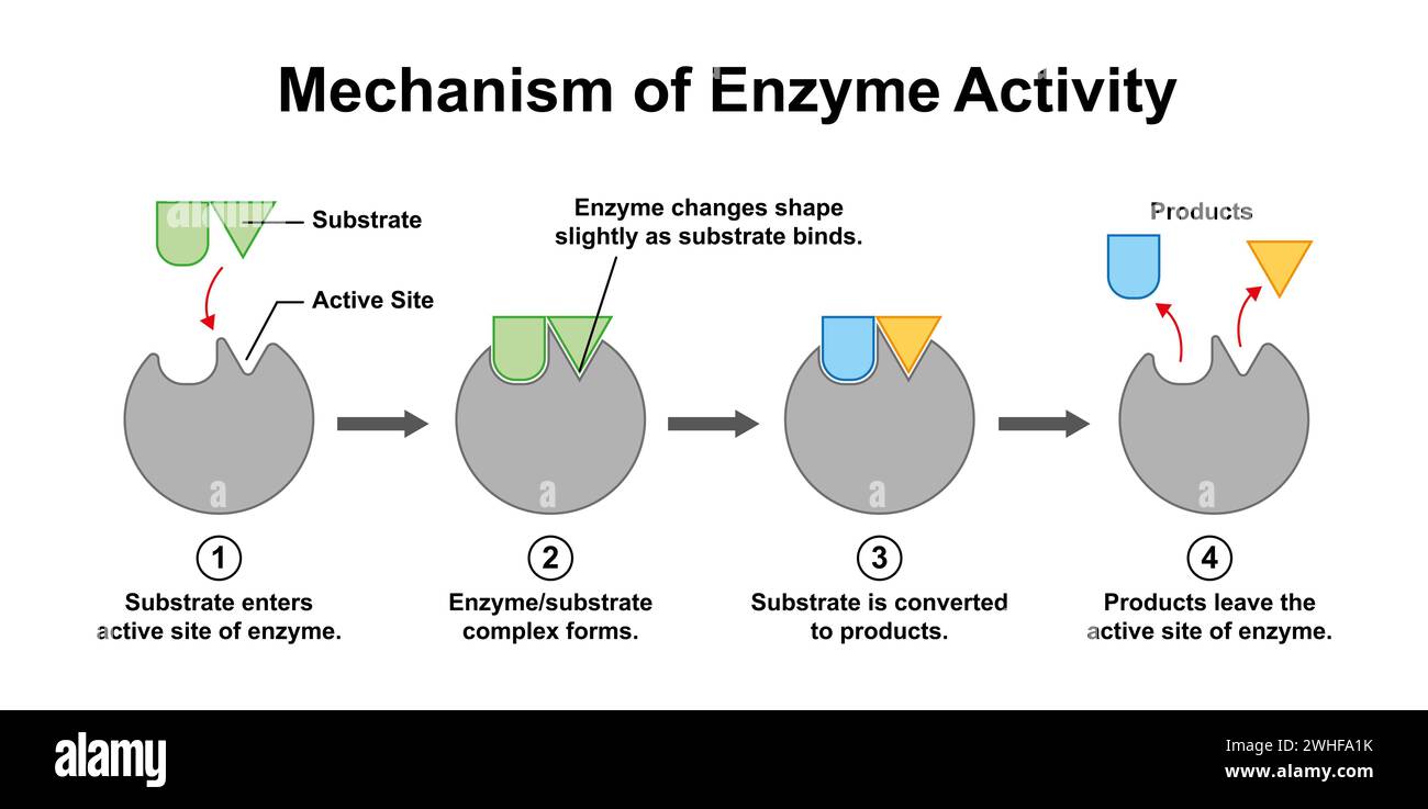 Enzyme activity mechanism, illustration Stock Photo - Alamy Enzyme activity mechanism, illustration Stock Photo - Alamy