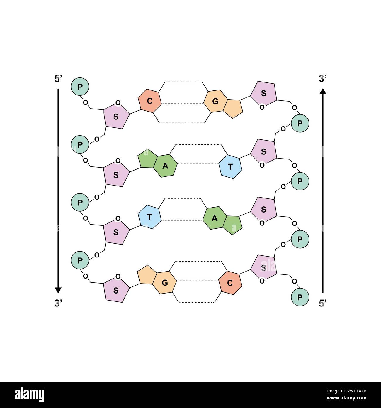 DNA molecule, illustration Stock Photo - Alamy
