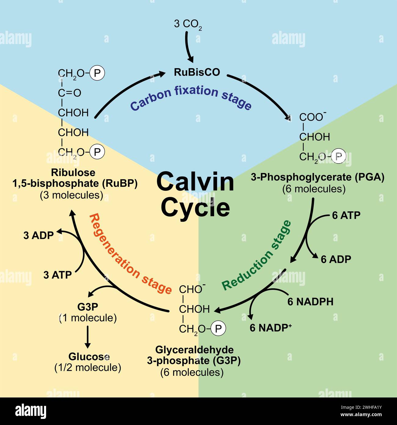 Calvin cycle, illustration Stock Photo - Alamy Calvin cycle, illustration Stock Photo - Alamy