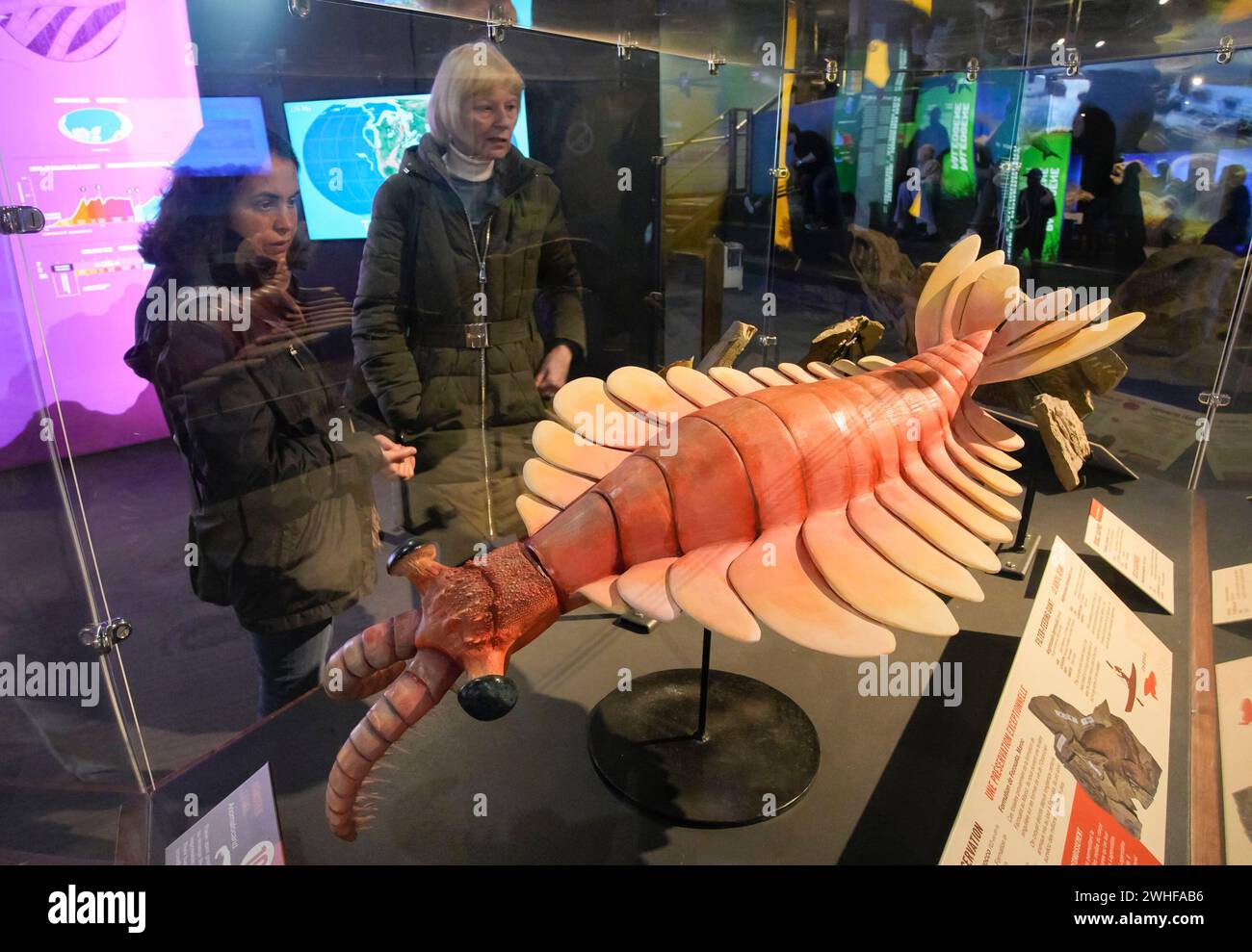 Vancouver, Friday. 2nd Sep, 2024. A life-size replica of Anomalocaris ...