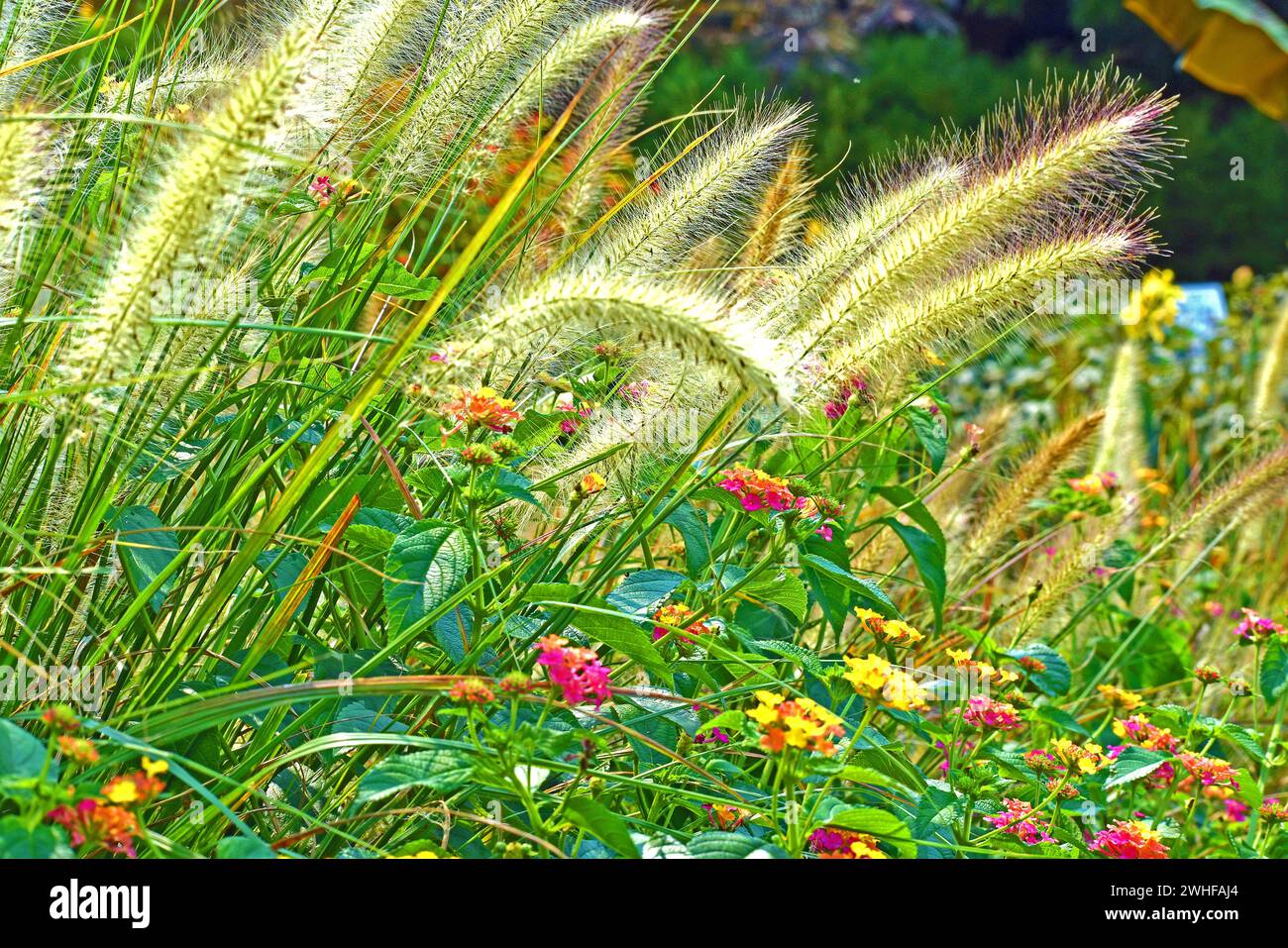 Colorful Foliage at Botanica in Wichita, KS Stock Photo - Alamy
