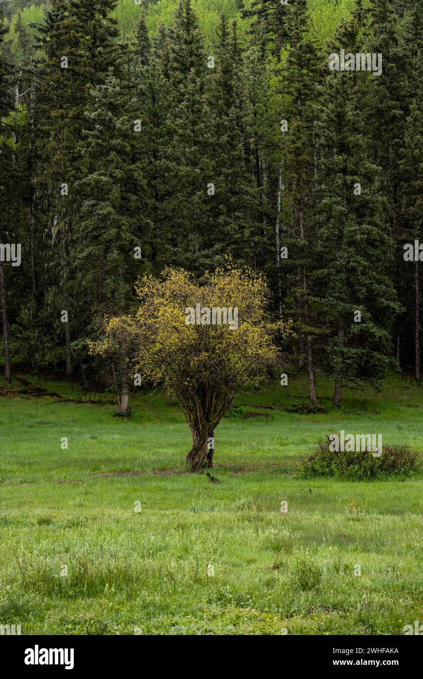Small Tree Begins To Leaf In Early Spring in New Mexico mountains Stock ...