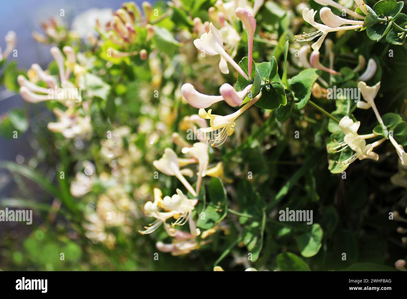 Honeysuckle blossoming -Lonicera caprifolium Stock Photo - Alamy