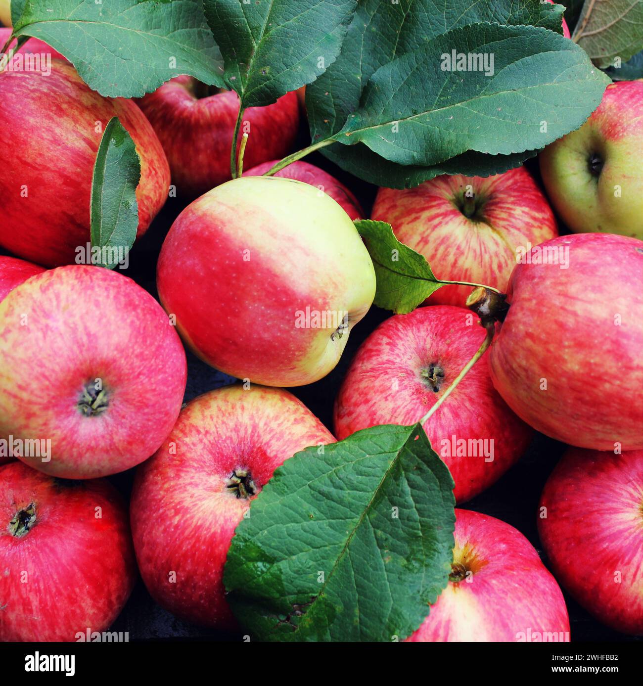 Lots of apples hi-res stock photography and images - Alamy