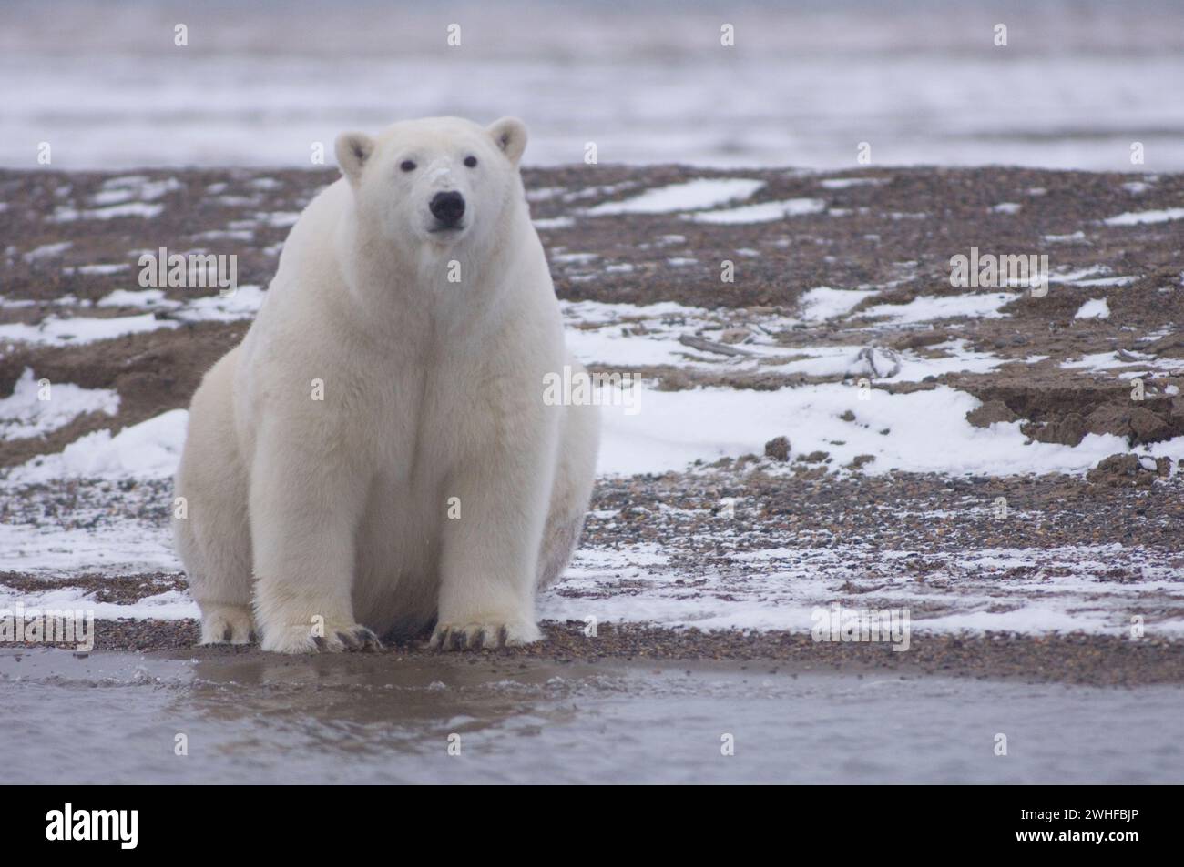 polar bear Ursus maritimus sow along a barrier island on the Arctic ...