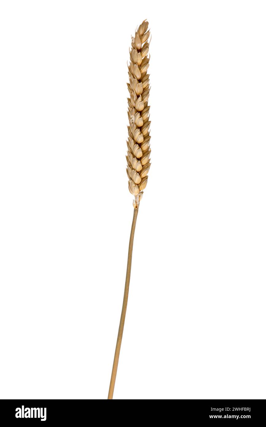 Kernel of wheat hi-res stock photography and images - Alamy