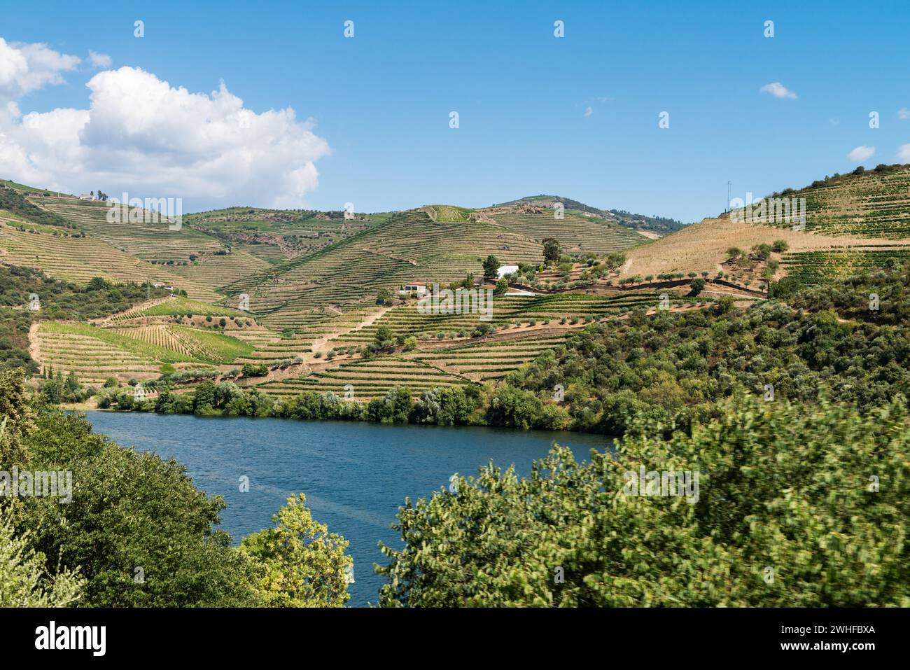 Viniculture in douro valley hi-res stock photography and images - Alamy