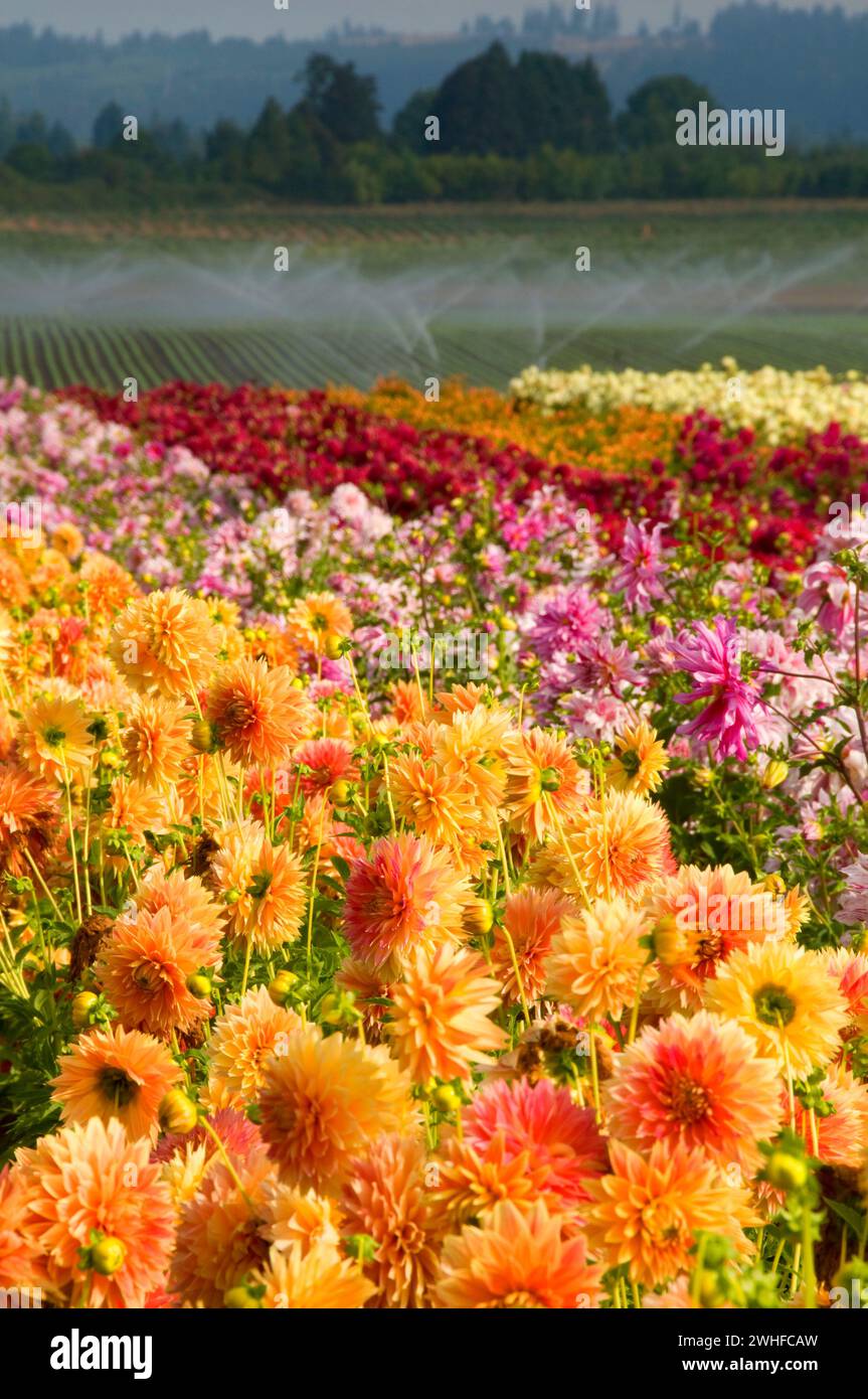 Dahlia field with Punkin Spice dahlia, Swan Island Dahlias, Clackamas ...