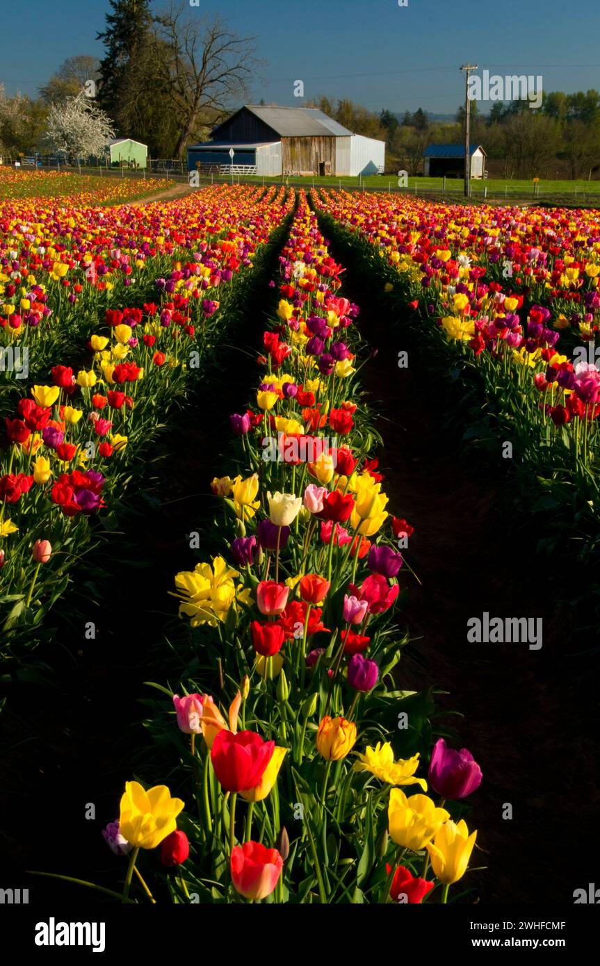 Tulip field with barn, Wooden Shoe Bulb Co., Clackamas County, Oregon ...