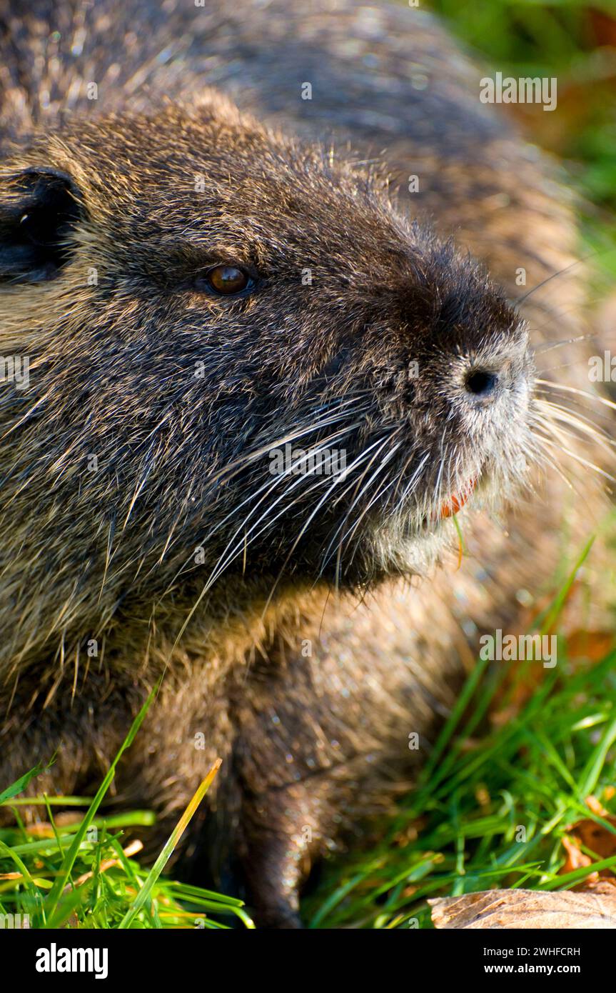 Nutria, Tualatin River National Wildlife Refuge, Oregon Stock Photo - Alamy