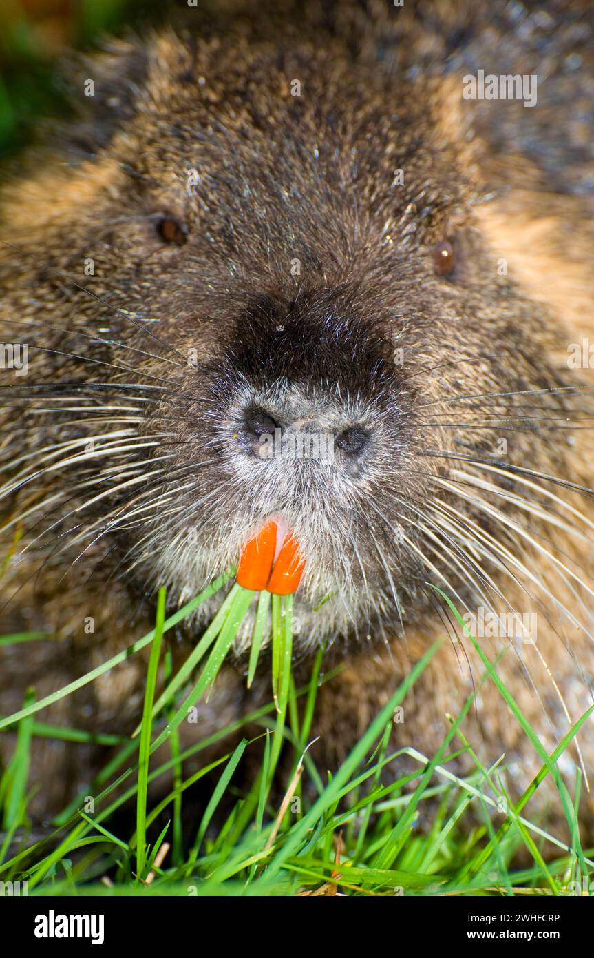 Nutria, Tualatin River National Wildlife Refuge, Oregon Stock Photo - Alamy