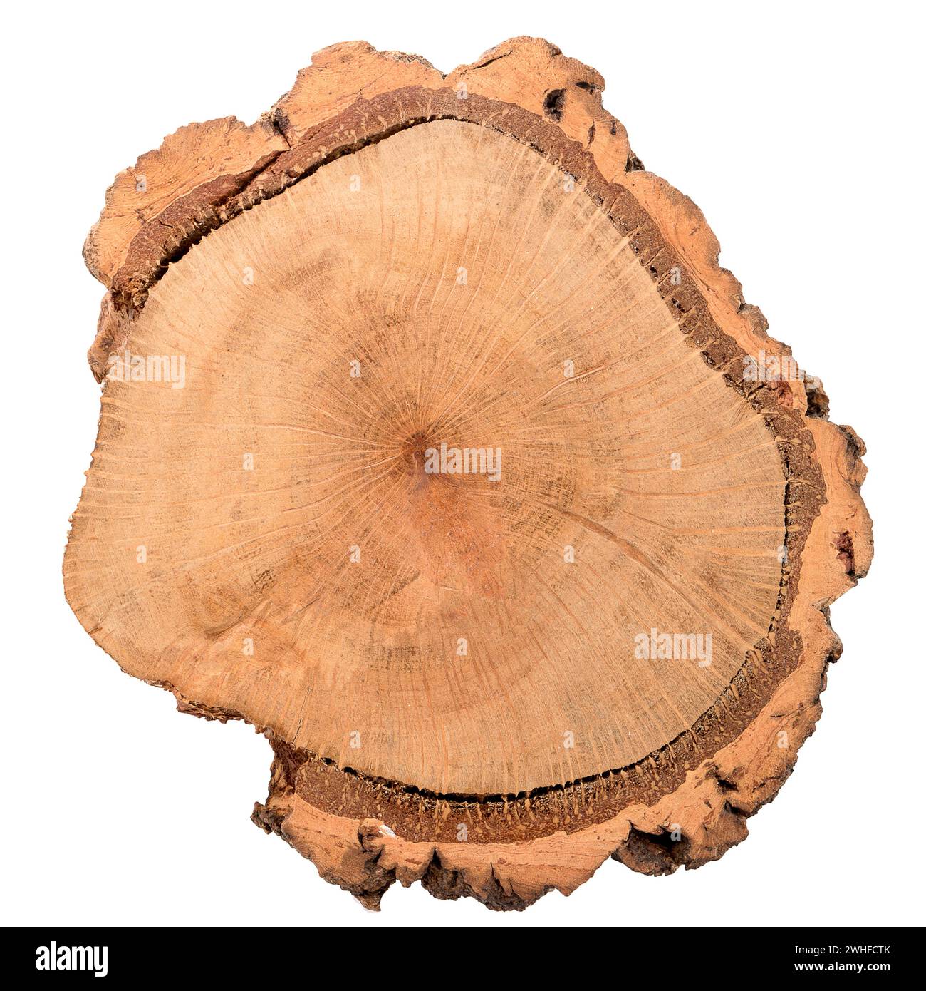 Log slice hi-res stock photography and images - Alamy