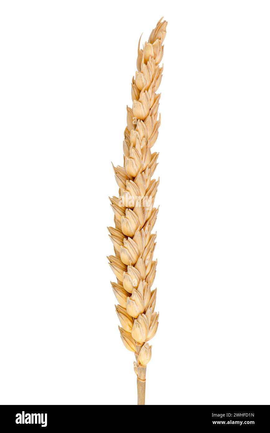 Cereal grain plant isolated hi-res stock photography and images - Alamy