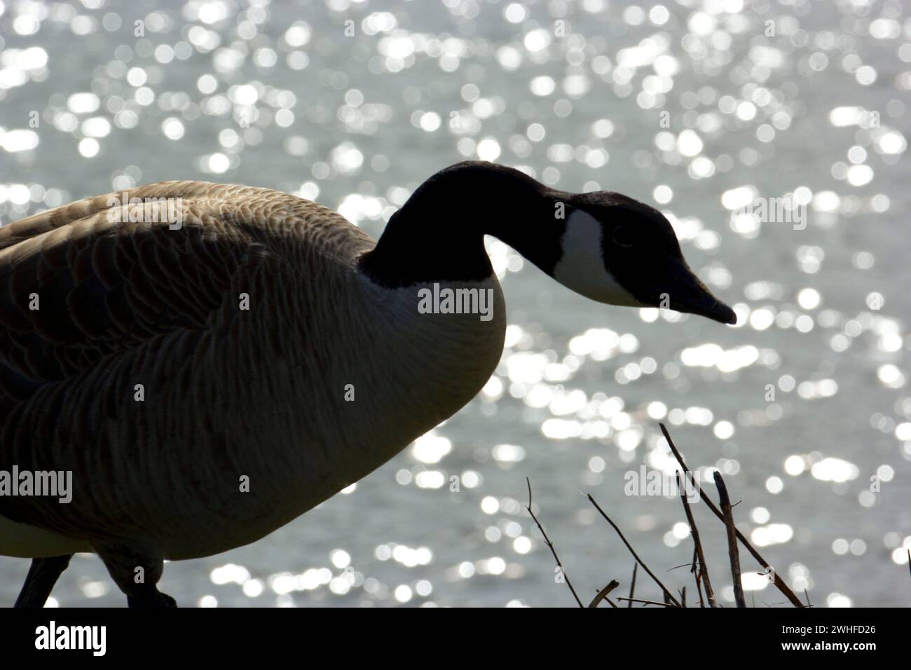 Canada goose (Branta canadensis) silhouette, Fernhill Wetlands, Forest ...