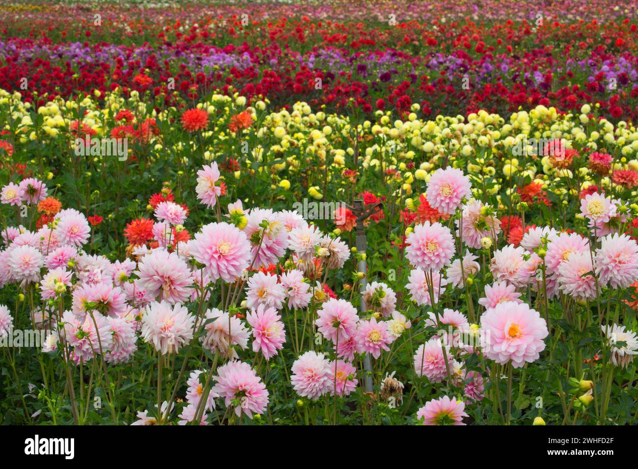 Chilsons pride hi-res stock photography and images - Alamy