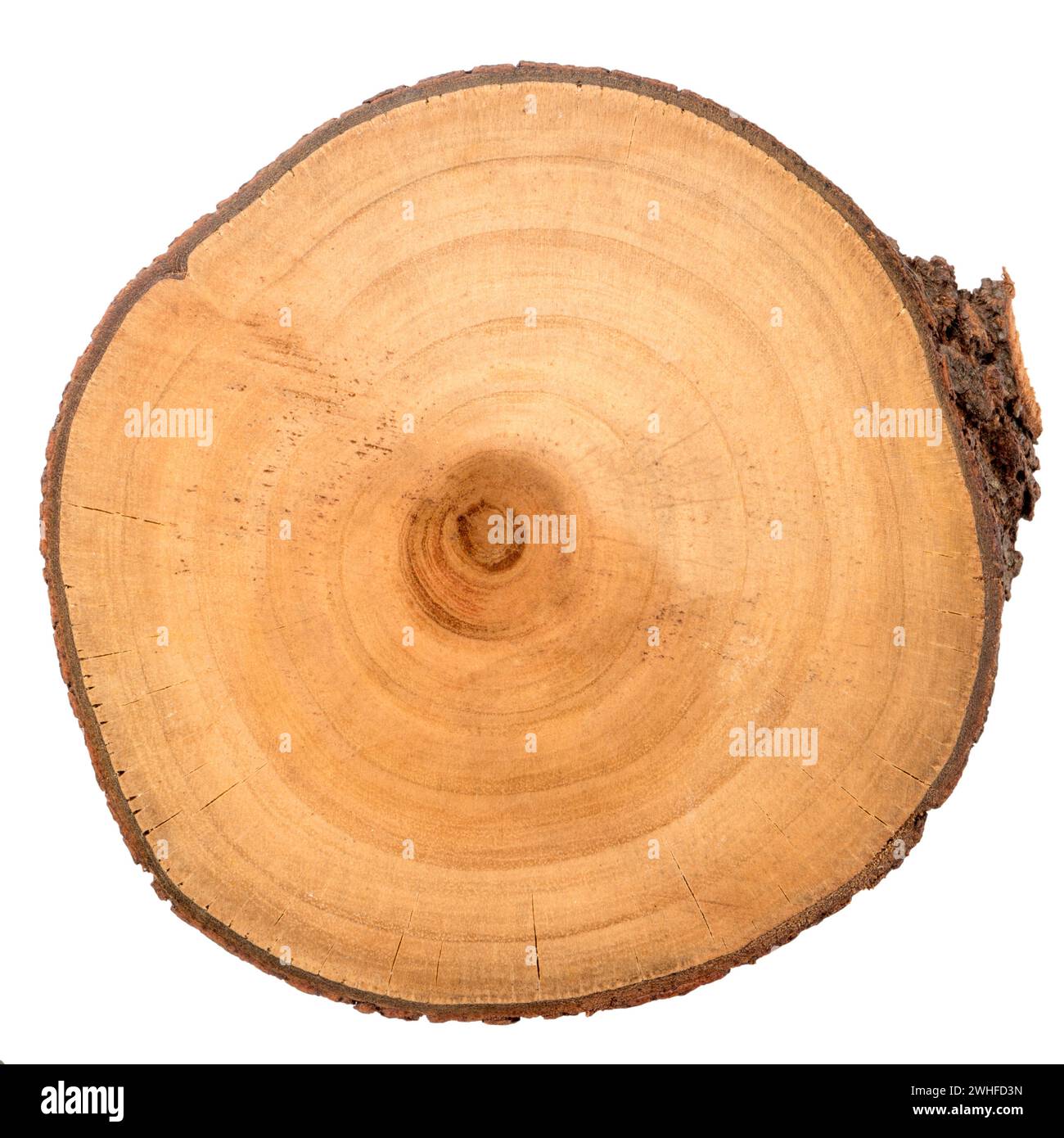 Wood log slice Stock Photo - Alamy