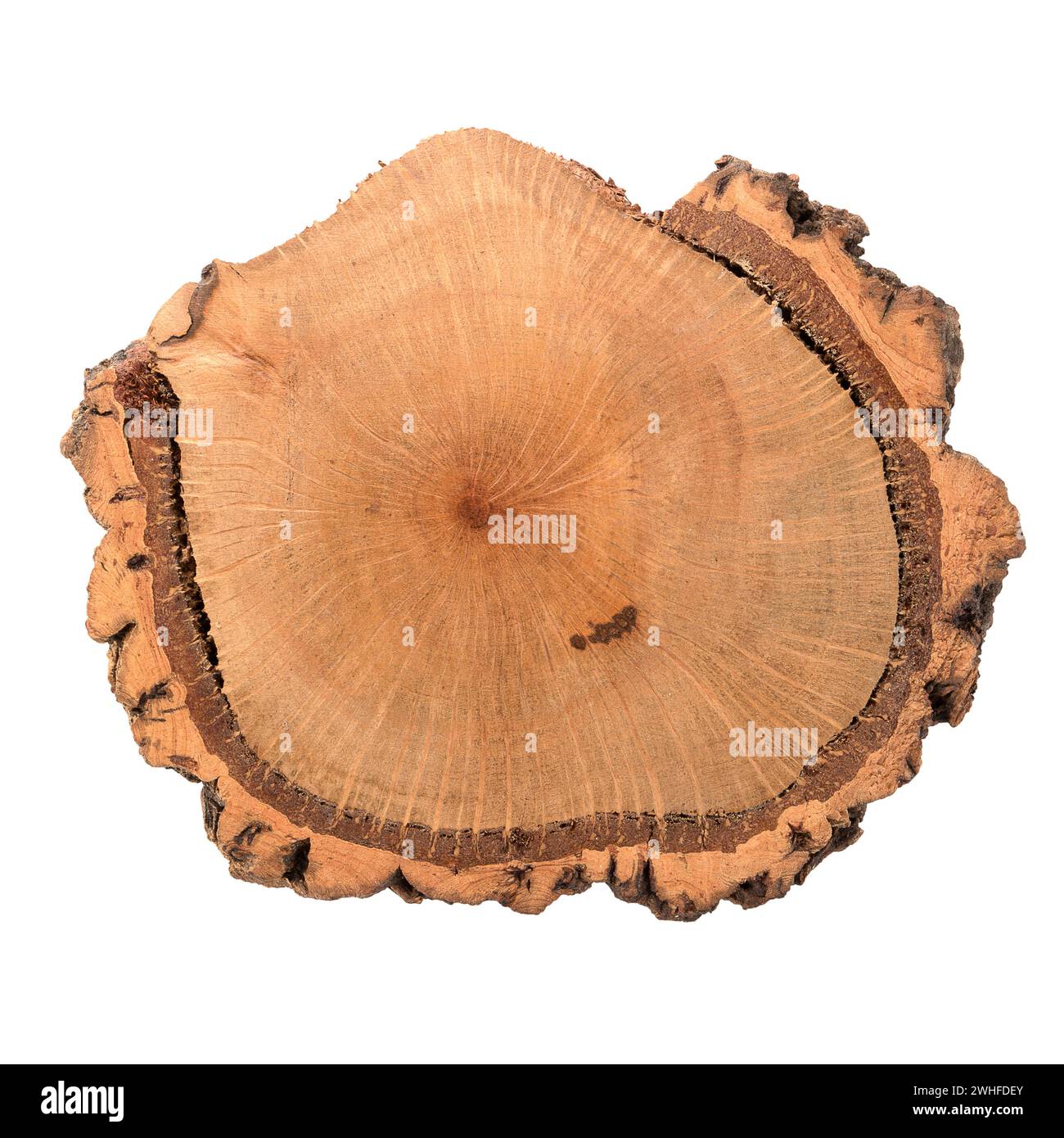 wood log slice isolated on white background Stock Photo - Alamy