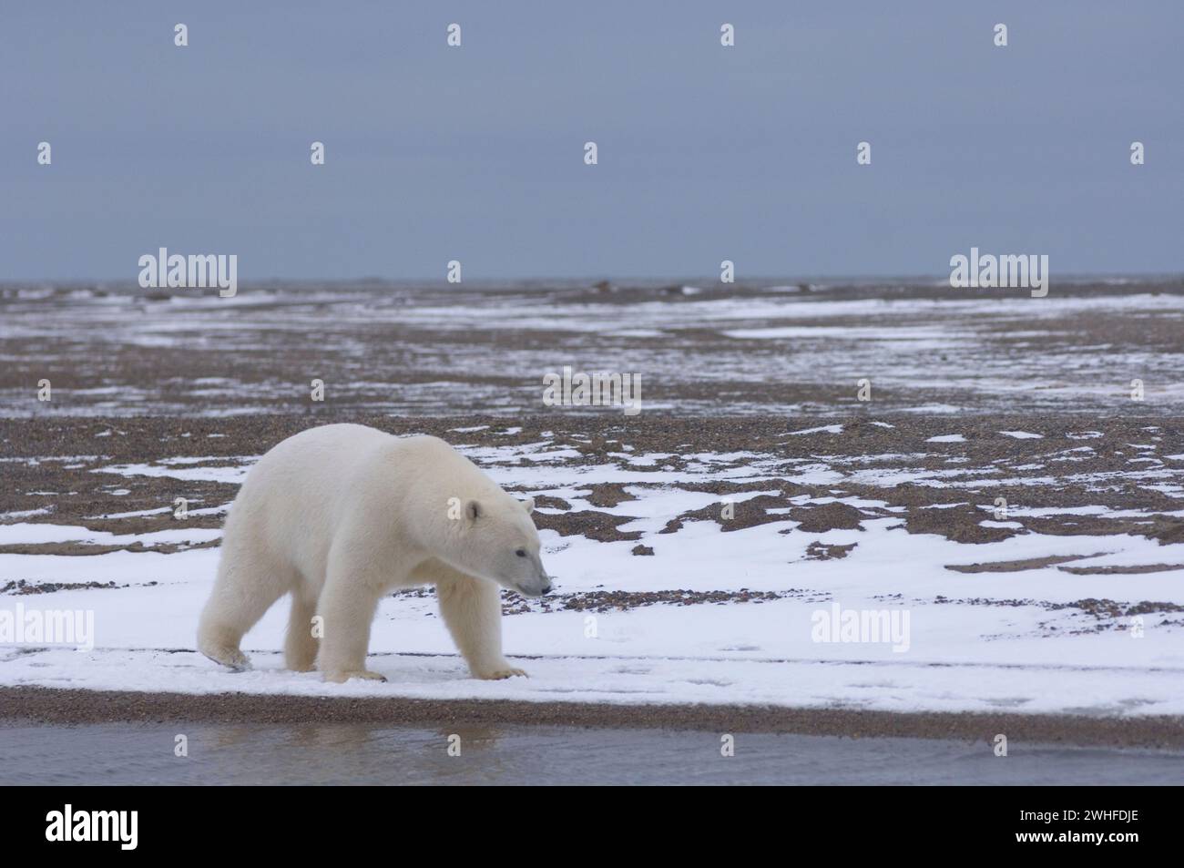 polar bear, Ursus maritimus, Boar neck thicker then head on a barrier ...