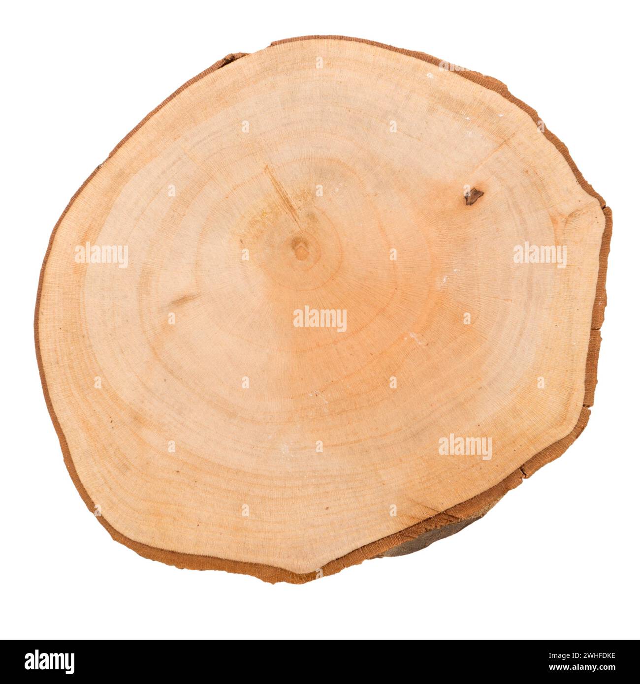 Wood log slice Stock Photo - Alamy