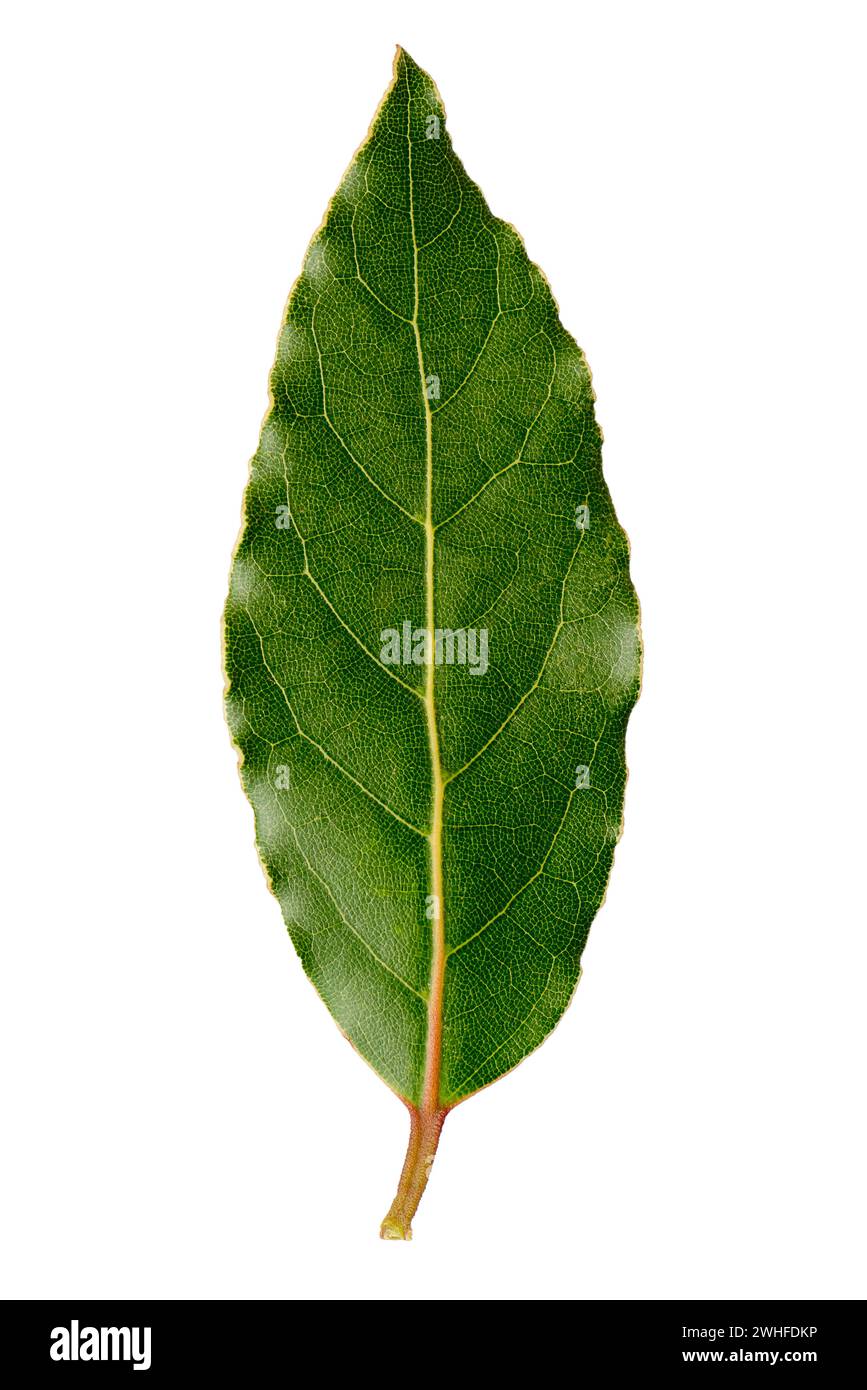 Detail of laurel leaf Stock Photo - Alamy