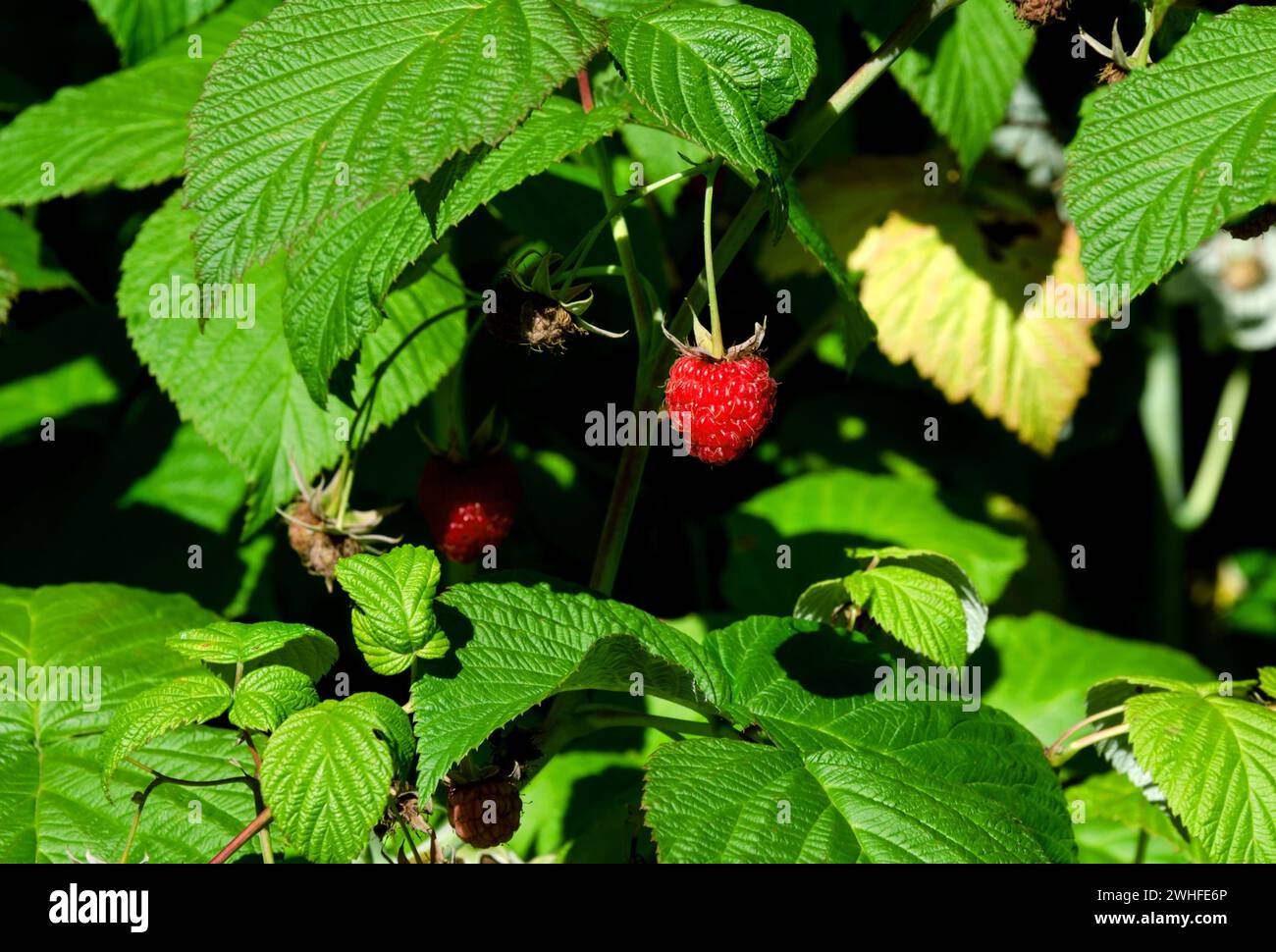 In the garden after the rain fragrant red berry raspberry with green ...