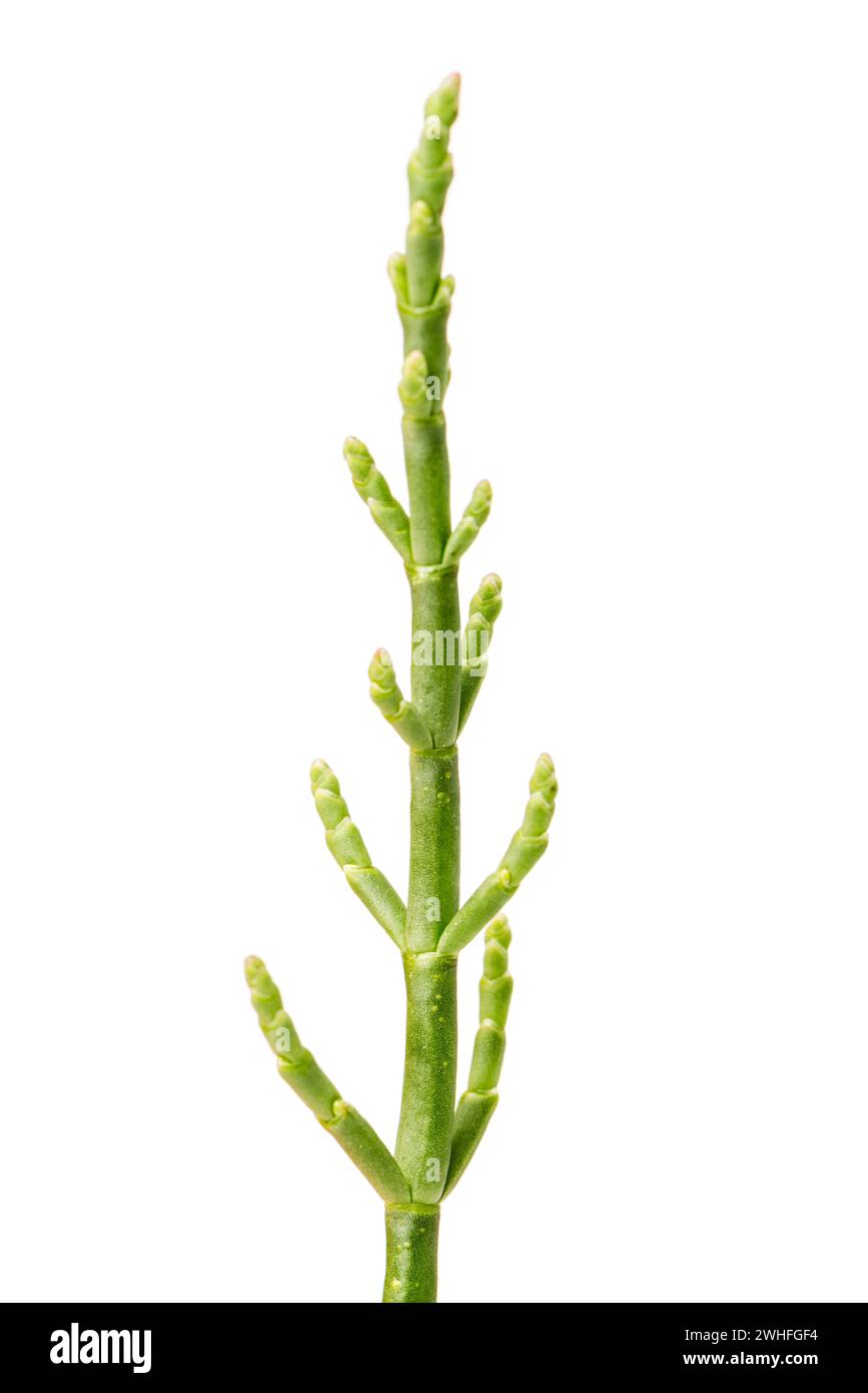 Fresh marsh samphire Stock Photo - Alamy