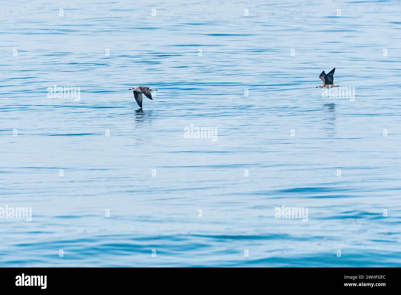 Fresh water flying bird hi-res stock photography and images - Alamy