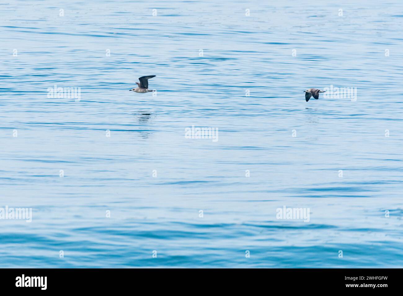 Fresh water flying bird hi-res stock photography and images - Alamy