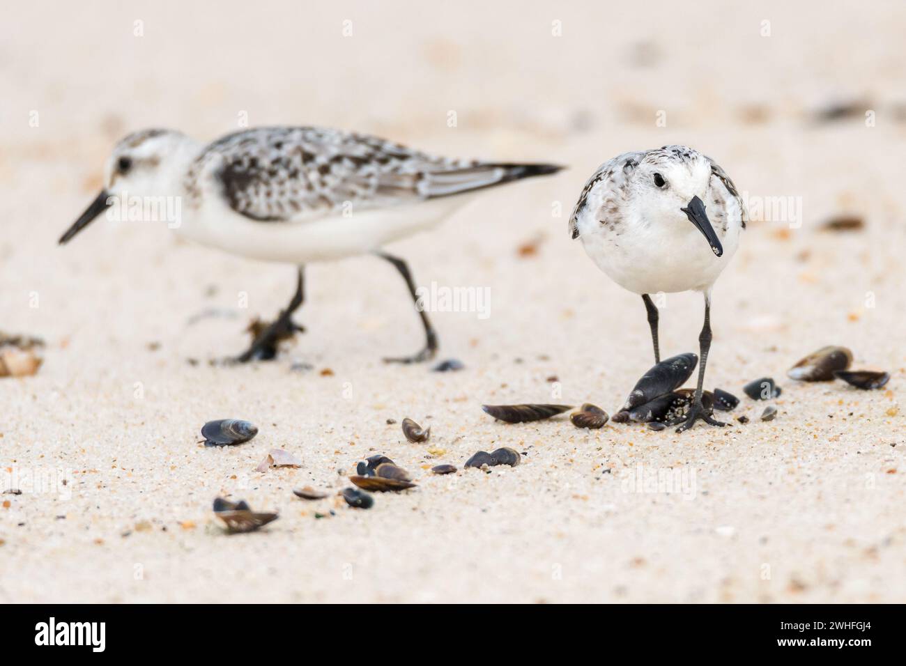 Small Seagulls on Beach Sand Stock Photo - Alamy