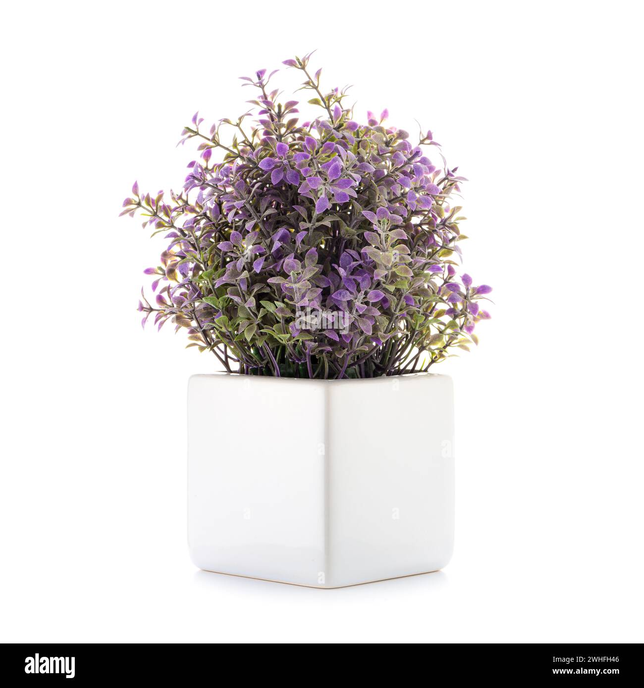 Decorative plant hi-res stock photography and images - Alamy