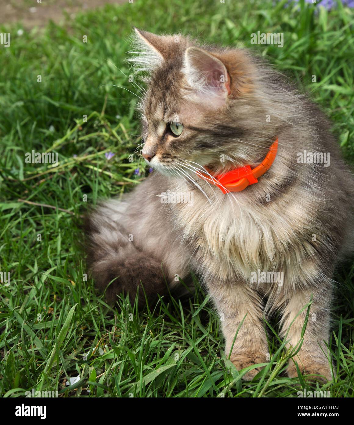 Gray domestic cat with green eyes in the garden on the green grass ...