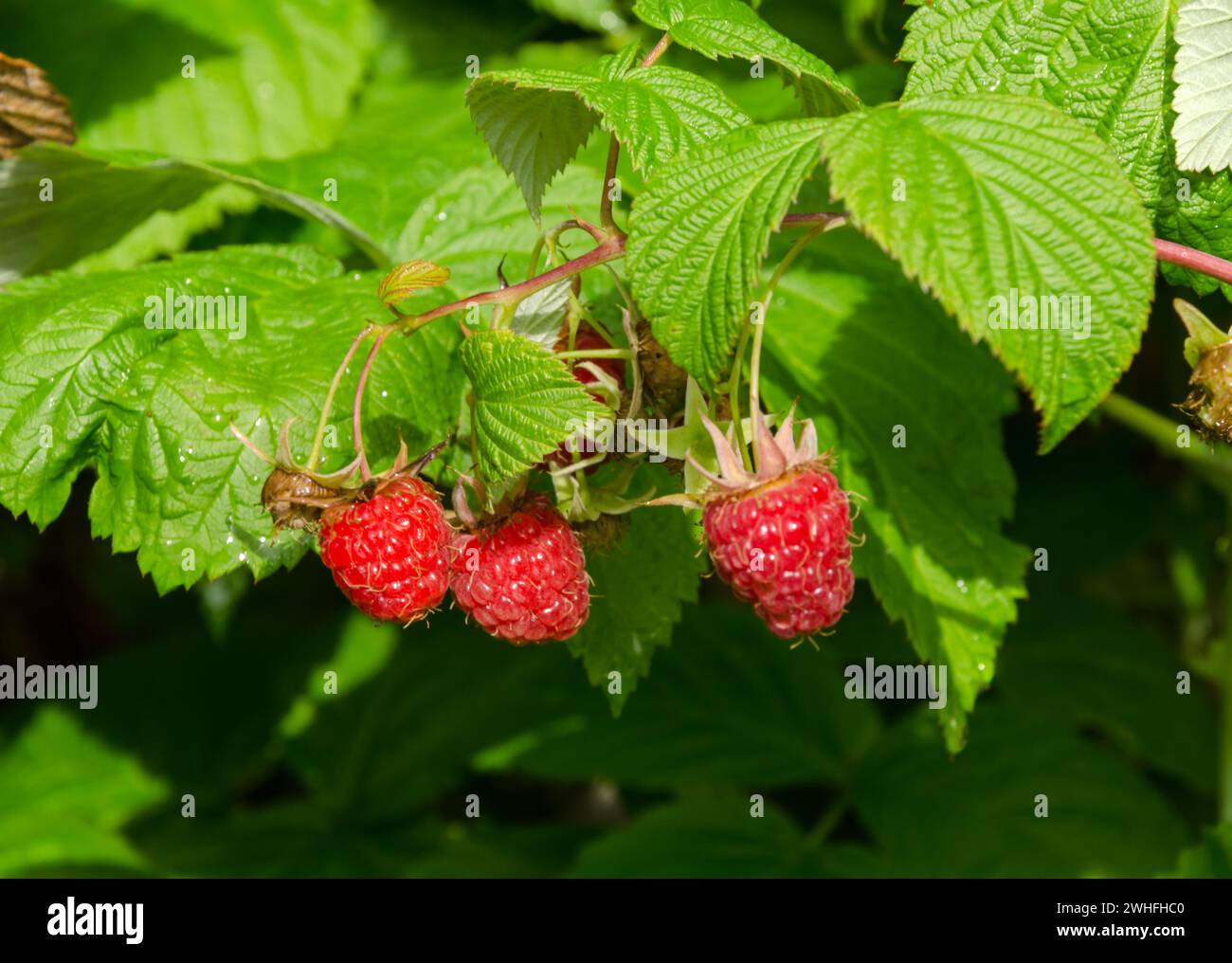 Vitamins in the garden, ripe, juicy, red berry raspberry on a bush ...