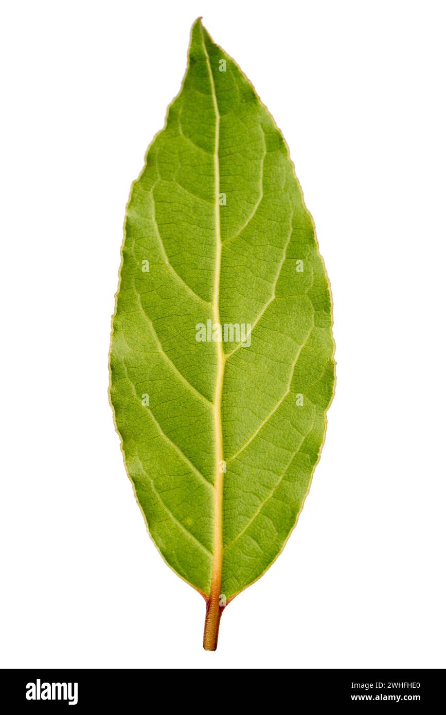 Laurel leaf isolated Stock Photo - Alamy