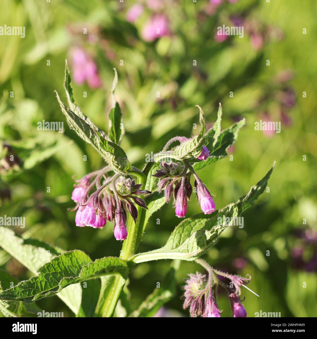 Comfrey. Comfrey or Symphytum officinale flower used in organic ...