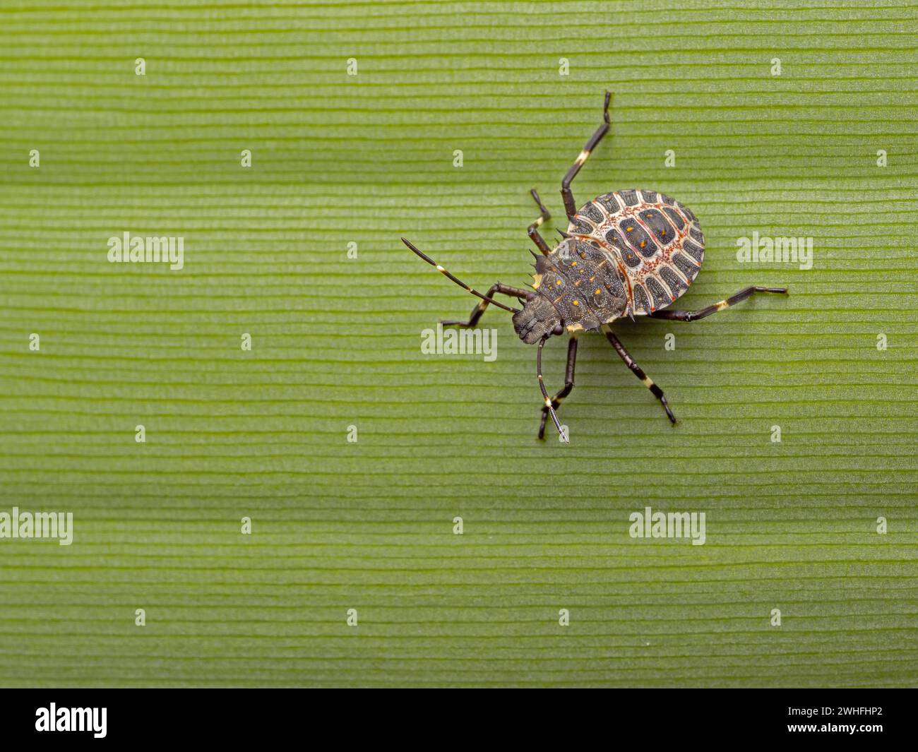 Dorsal view of a small brown marmorated stink bug nymph (Halyomorpha ...