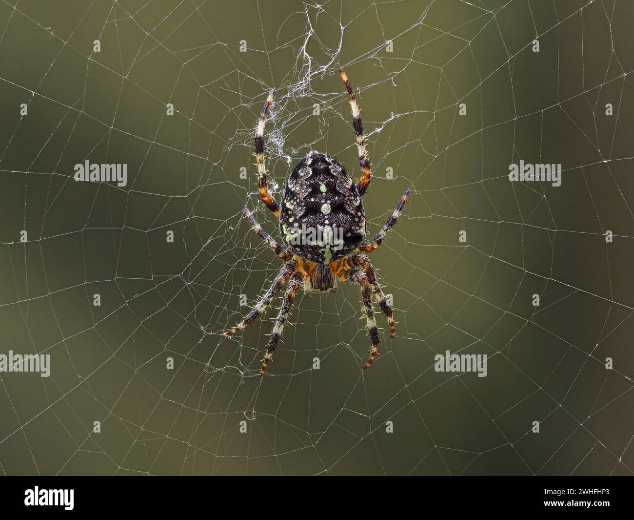 Large, colorful female cross orb weaver spider (Araneus diadematus ...