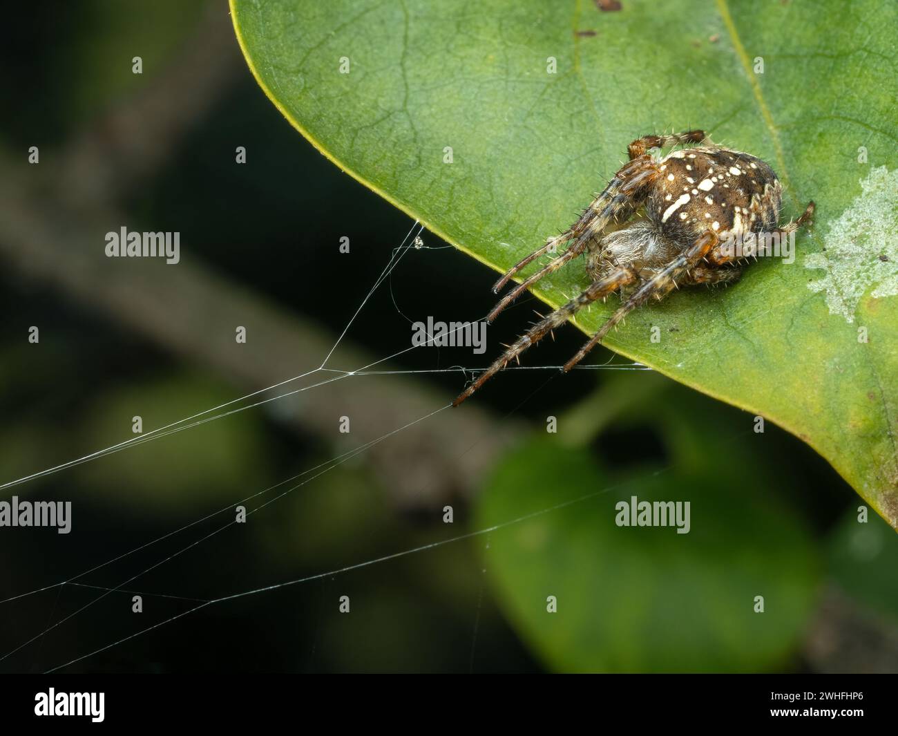 female cross orb weaver spider (Araneus diadematus) lurking on a leaf ...