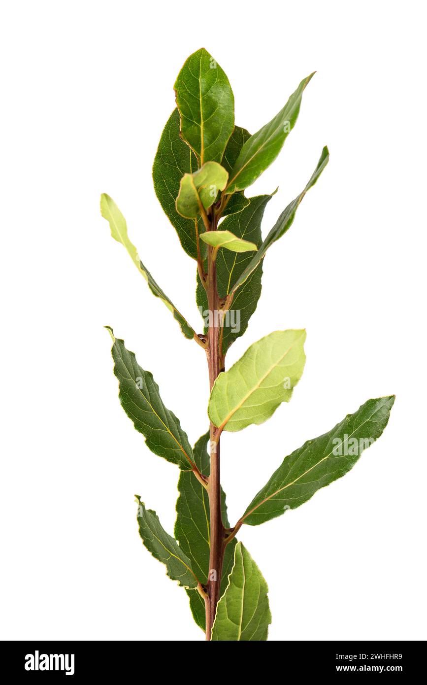 Detail of laurel branch Stock Photo - Alamy