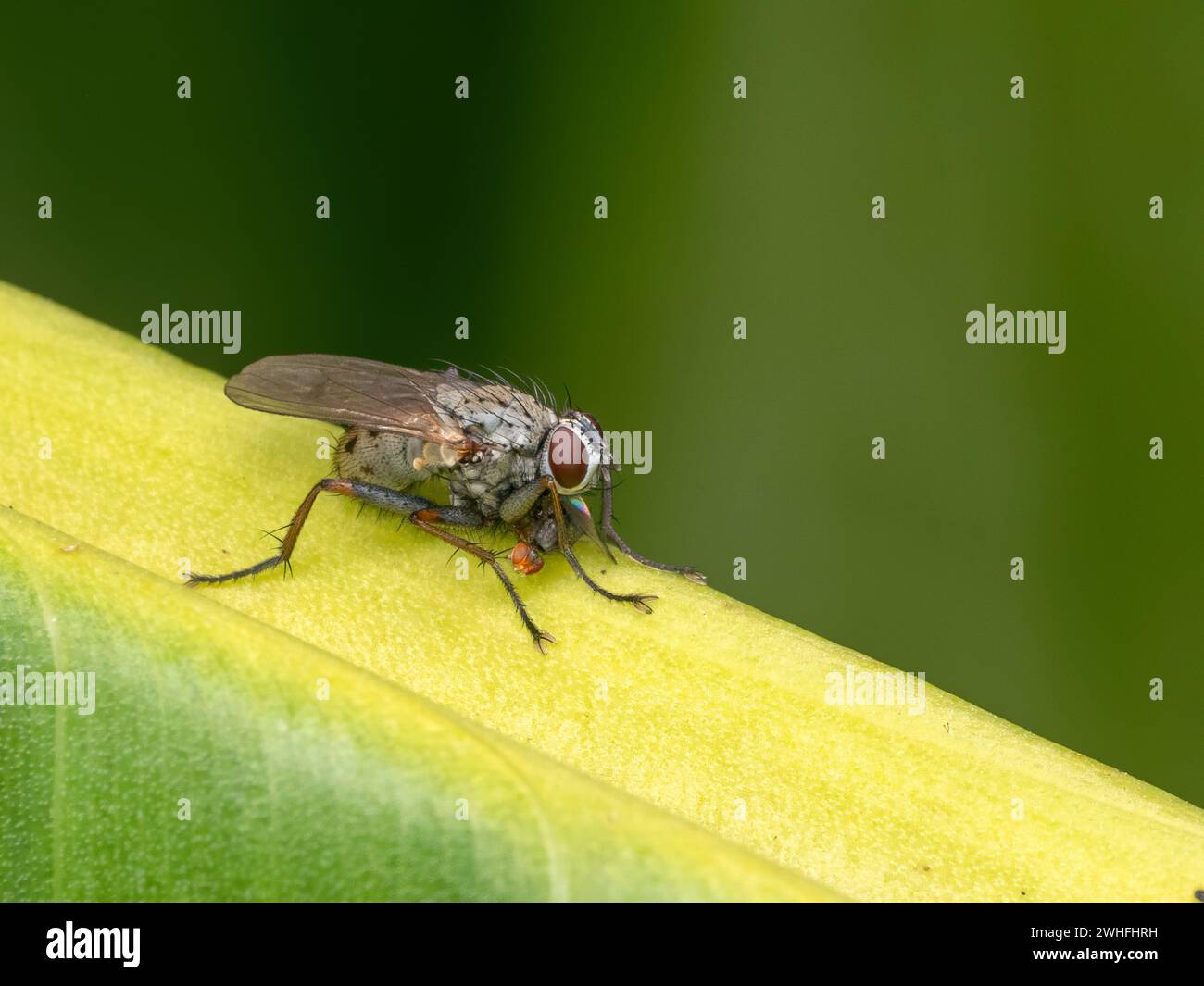 Hunter fly hi-res stock photography and images - Alamy