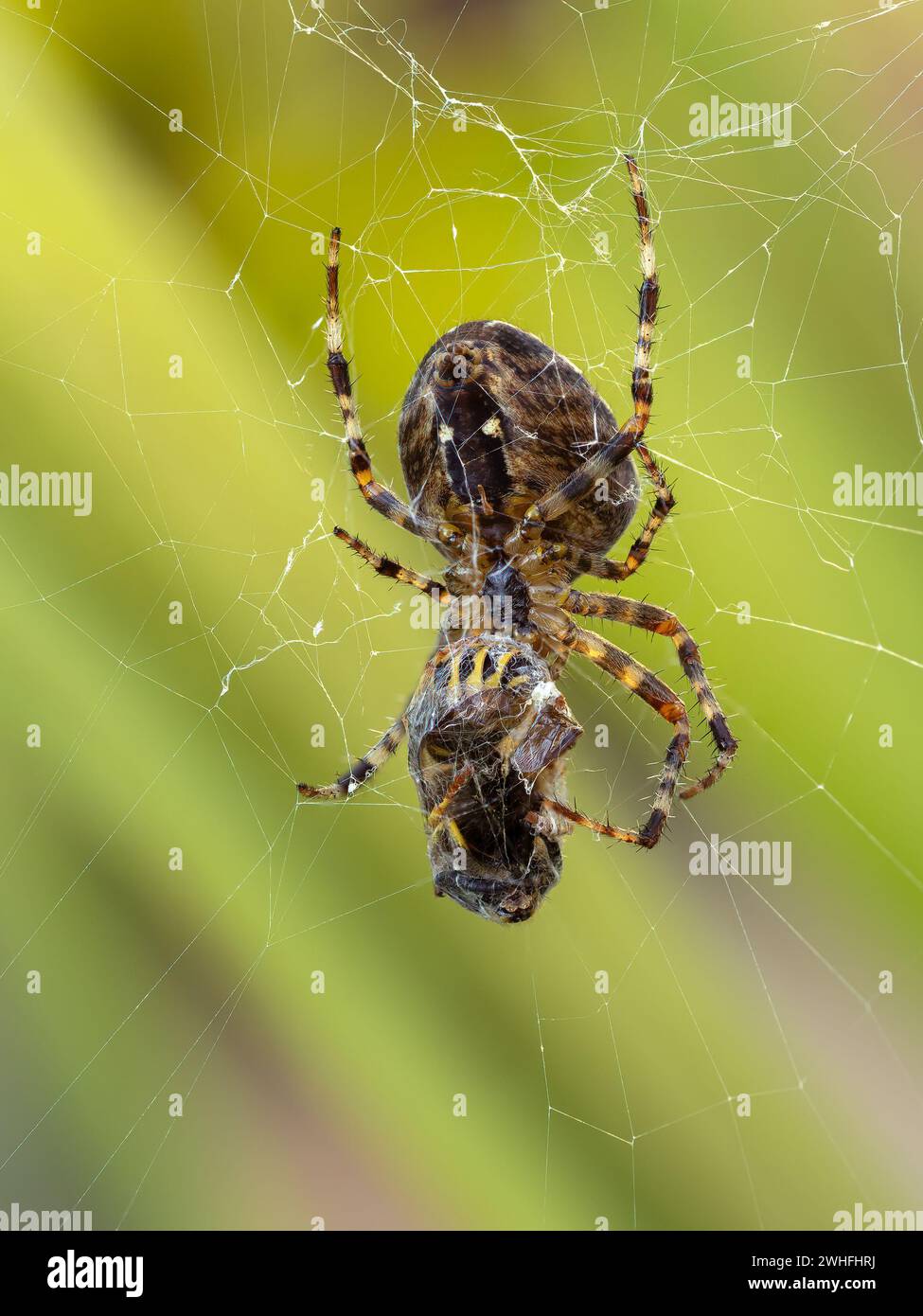 backlit female cross orb weaver spider (Araneus diadematus) feeding on ...