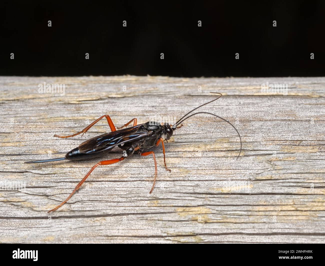A beautiful red-legged ichneumon wasps, Buathra laborator, resting on ...
