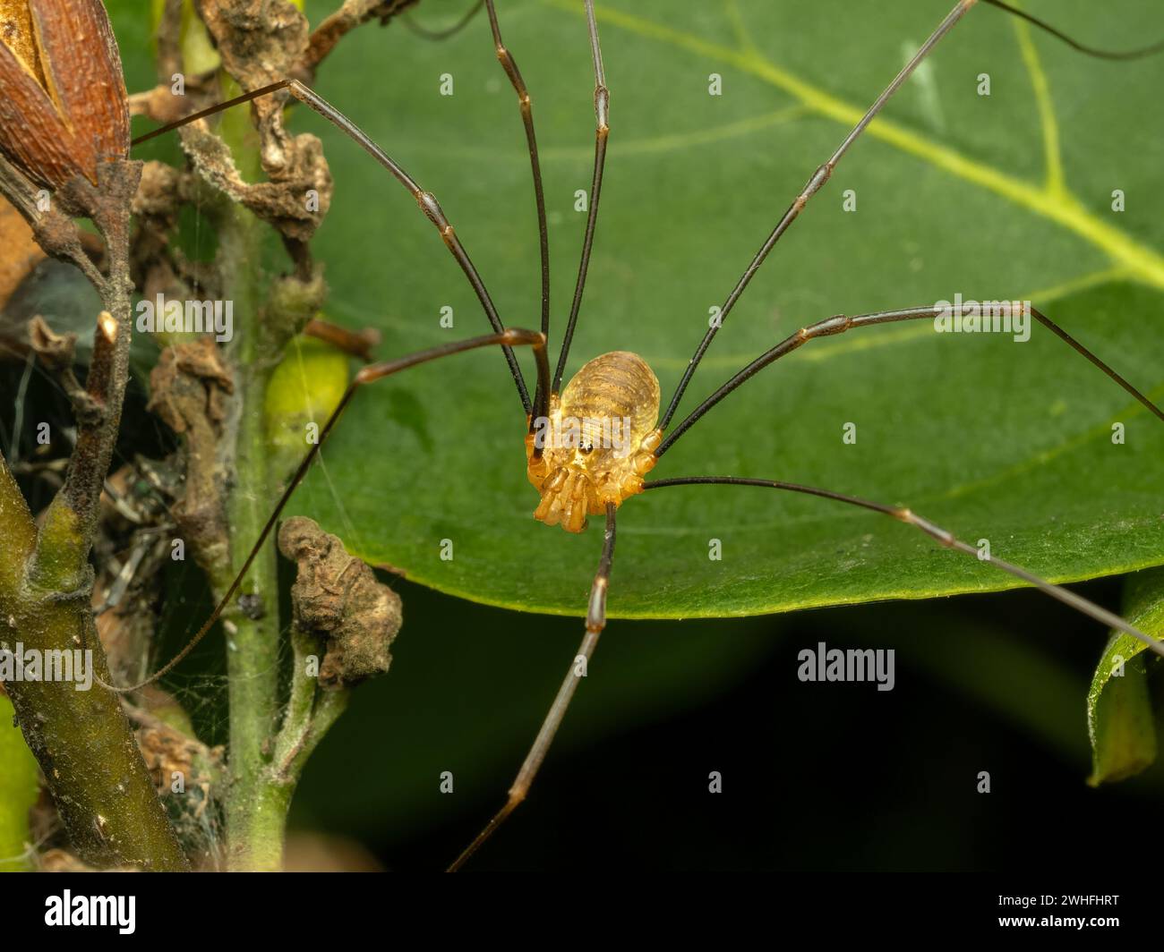 3/4 view of a specimen of Canestrini's harvestman, Opilio canestrinii ...