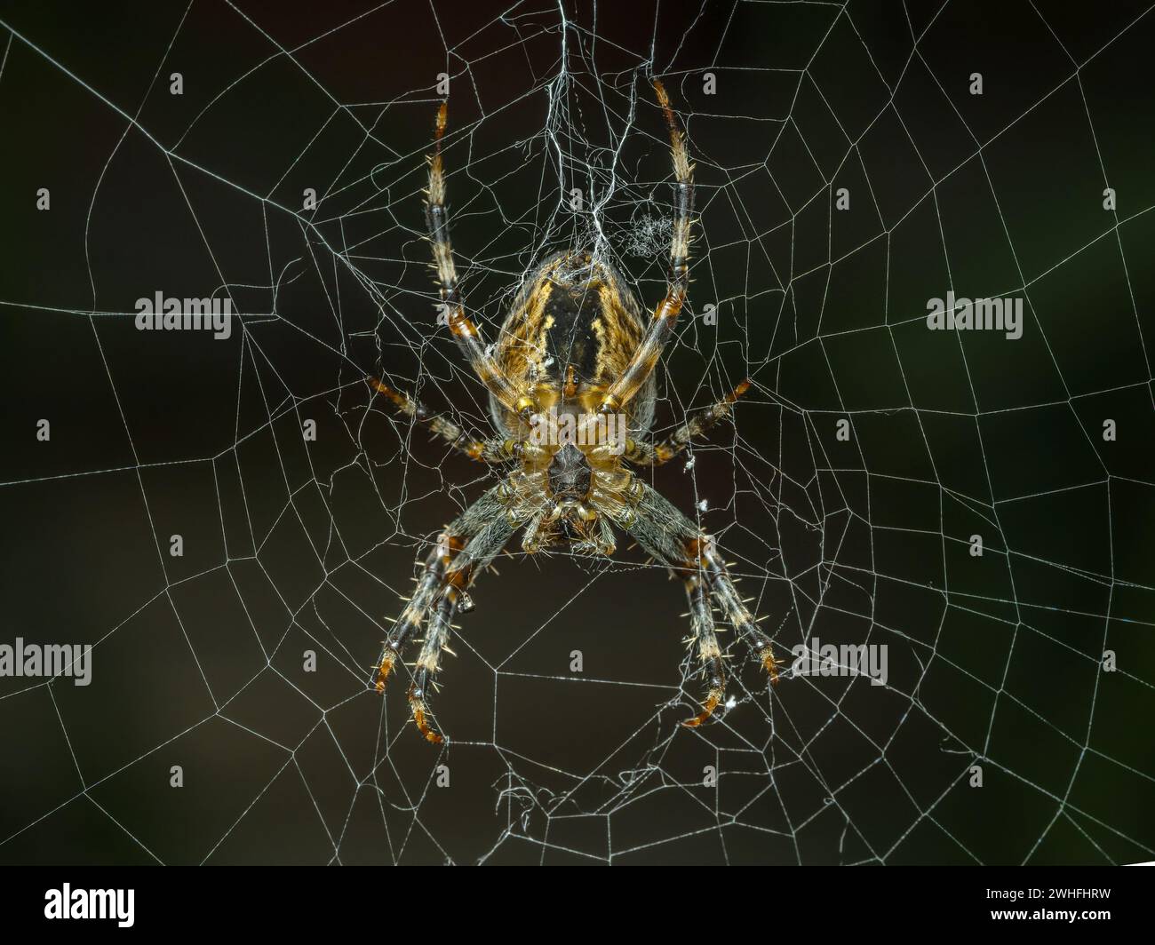 underside of a pretty female cross orb weaver spider (Araneus ...