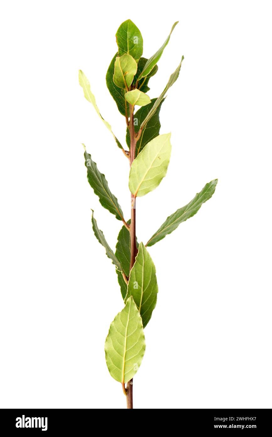 Detail of laurel branch Stock Photo - Alamy