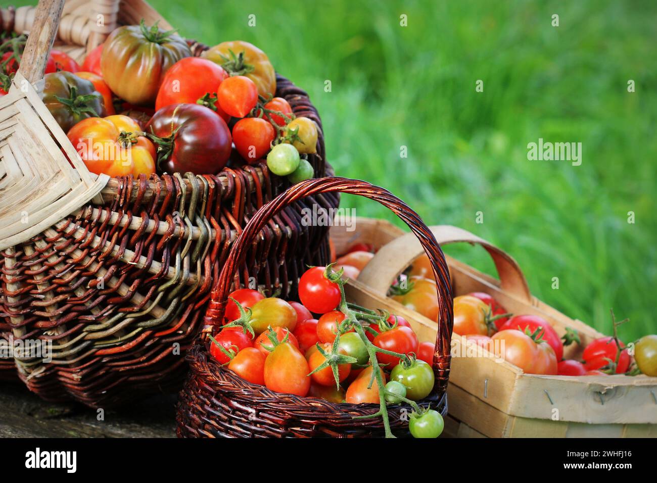 Heirloom variety tomatoes in baskets on rustic table. Colorful tomato ...